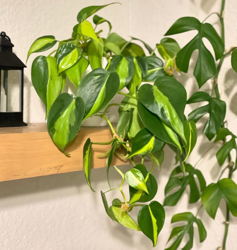 15 Super Fast-Growing Houseplants for Instant Greenery | Houseplant Alley