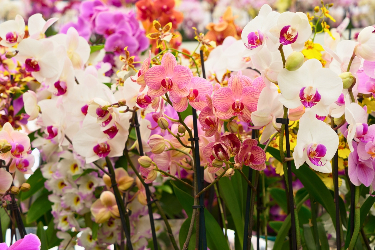 Popular Orchid Varieties: A Guide to Phalaenopsis, Cymbidium, and More ...