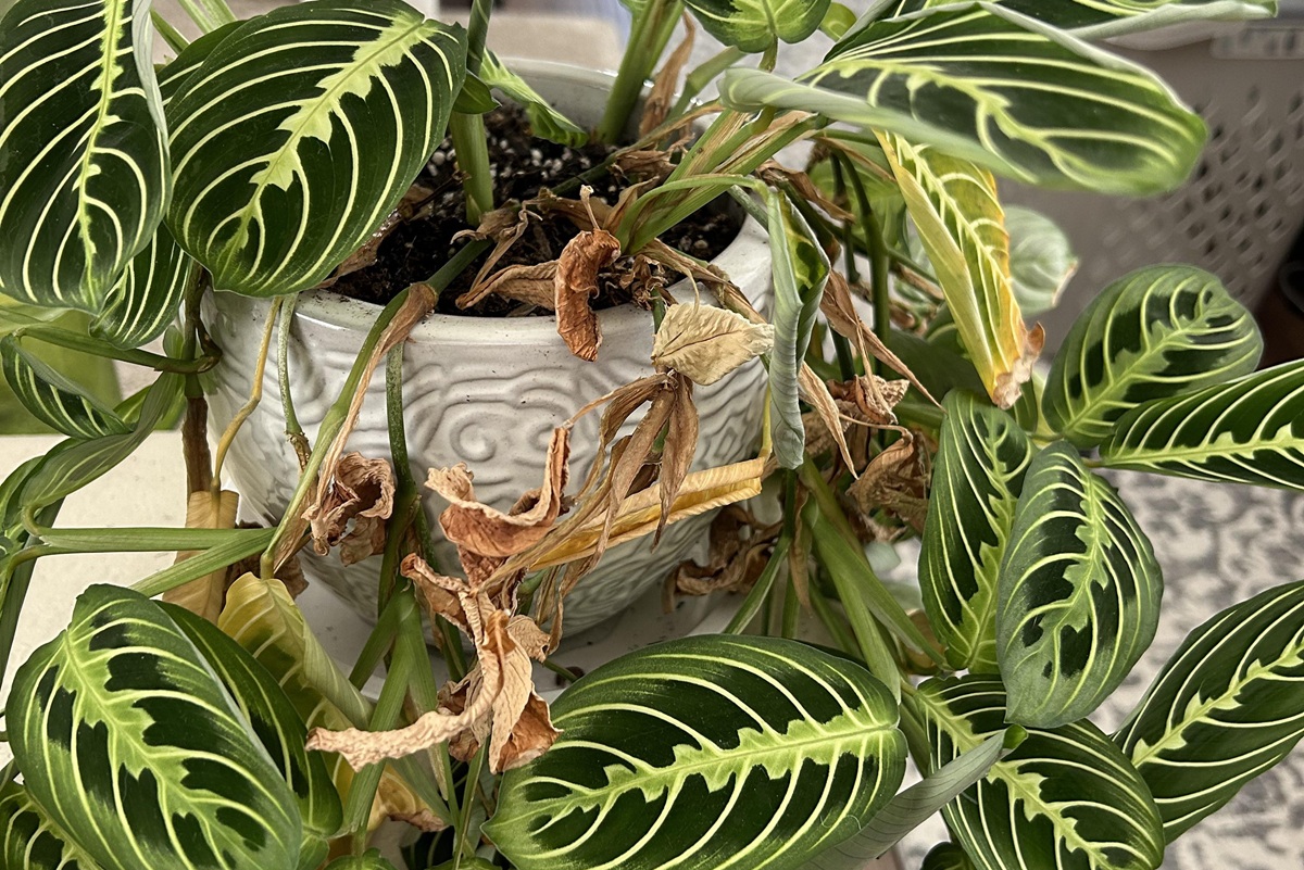 Troubleshooting Common Prayer Plant Problems | Houseplant Alley