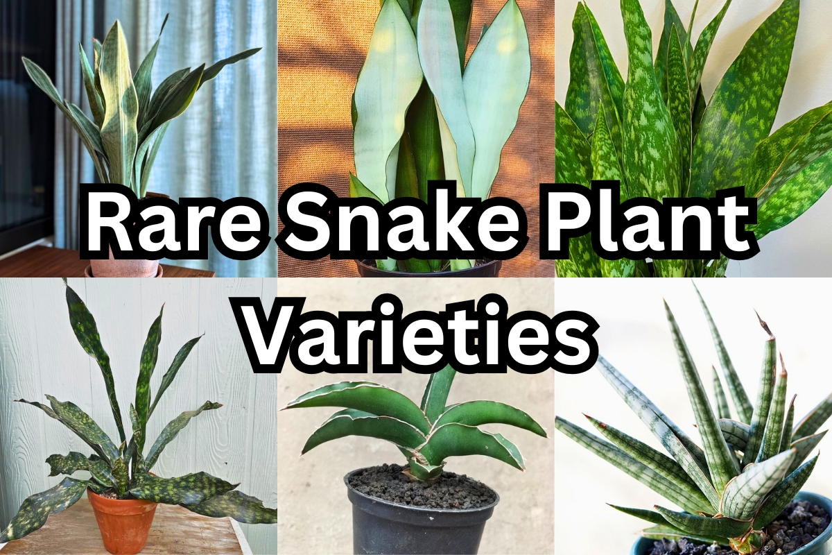 10 Rare Snake Plant Varieties That Will Surprise You | Houseplant Alley