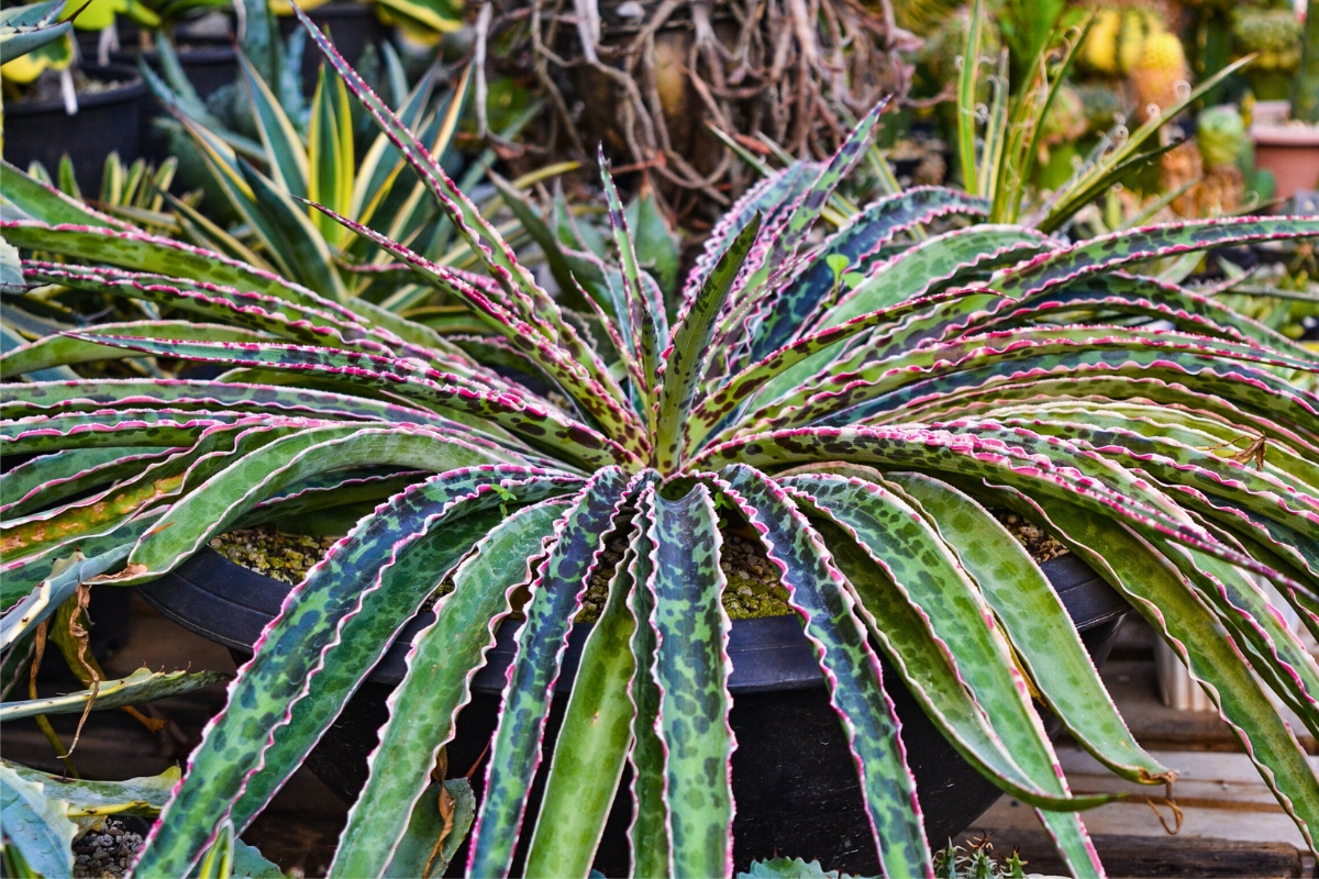10 Rare Succulents That Will Impress Any Collector | Houseplant Alley