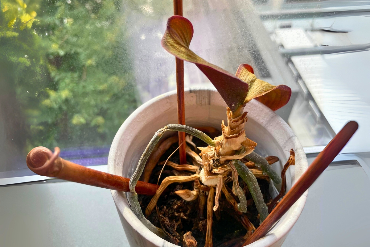 How to Rescue and Revive a Dying Orchid | Houseplant Alley