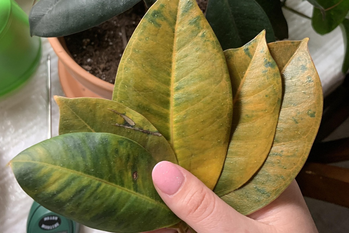 Troubleshooting Rubber Plant Leaf Drop: Causes and Solutions ...