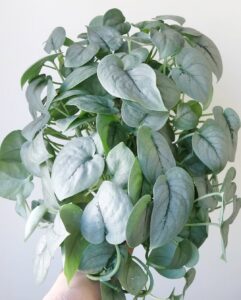 15 Best Aroid Plants That Flourish Indoors | Houseplant Alley