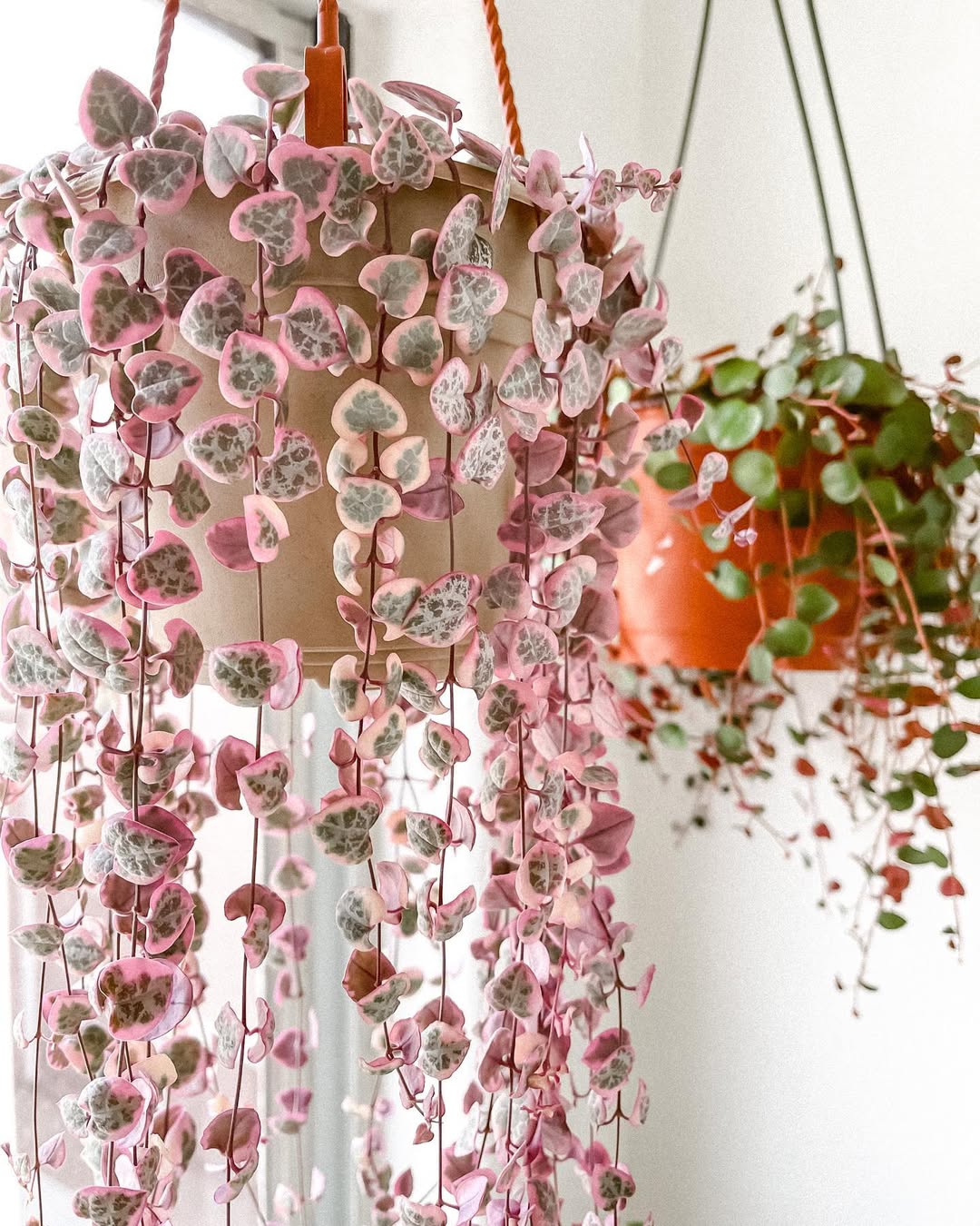 10 Beginner-Friendly Trailing Plants That Thrive Indoors | Houseplant Alley