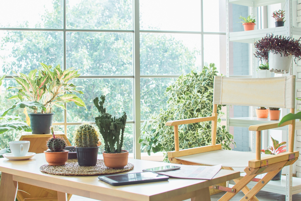 20 Sun-Loving Houseplants for South-Facing Windows | Houseplant Alley