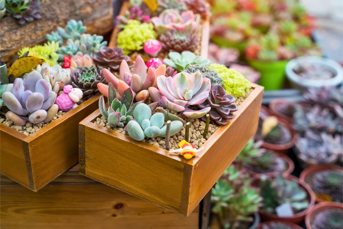 15 Tiny Succulents That Fit Anywhere | Houseplant Alley
