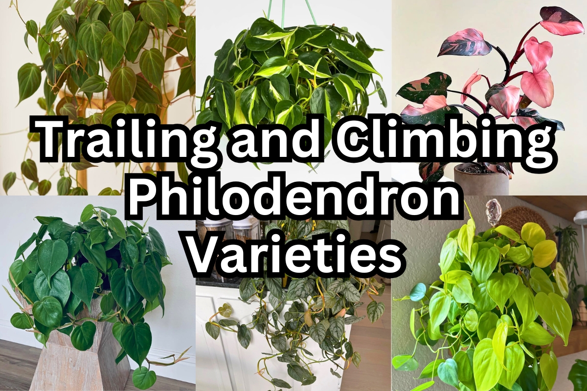15 Popular Climbing and Trailing Philodendron Varieties | Houseplant Alley