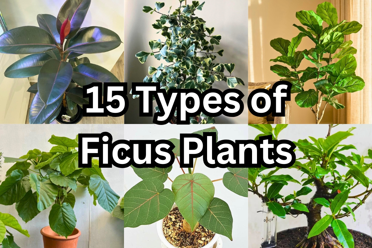 15 Top Ficus Tree Varieties for Your Home | Houseplant Alley