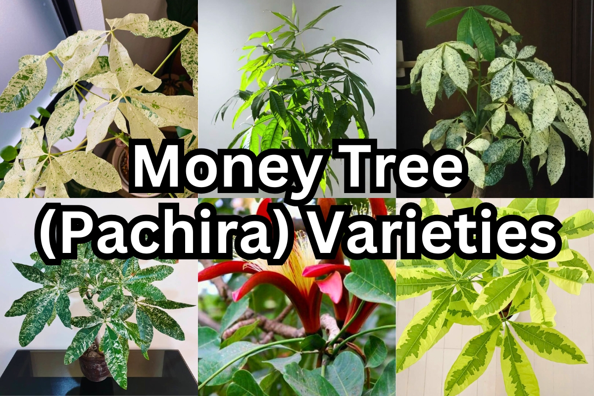 8 Stunning Pachira Species to Grow at Home | Houseplant Alley