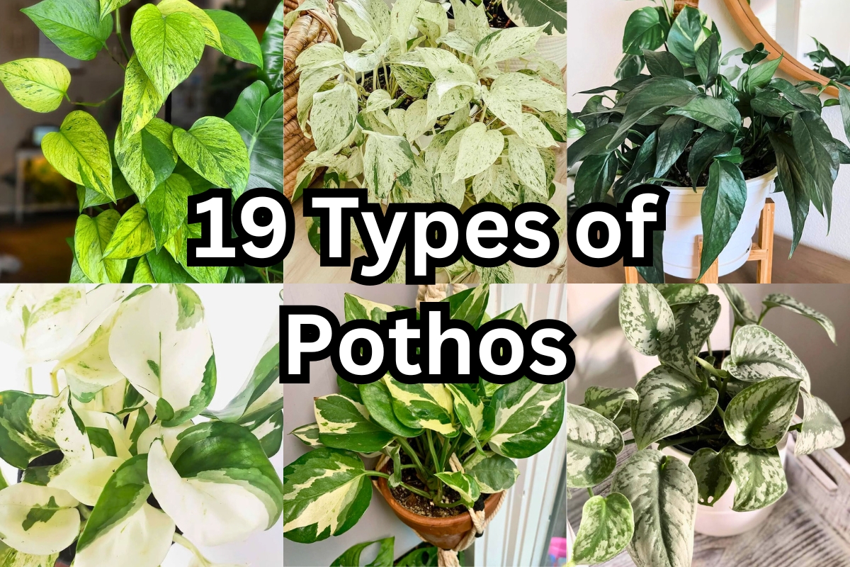 15 Best Types of Pothos to Grow Indoors | Houseplant Alley