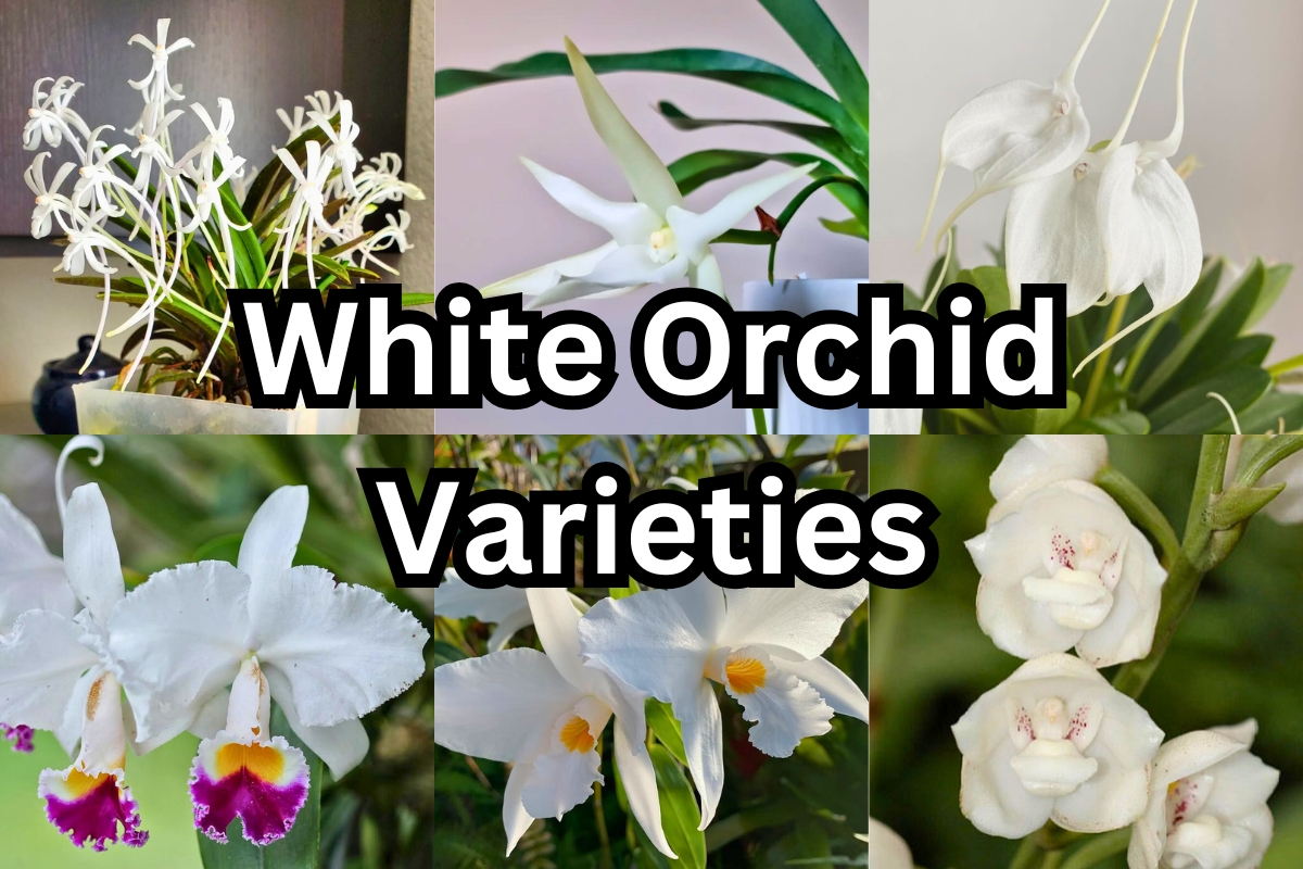 White Orchids: Decorating and Caring for These Timeless Beauties ...
