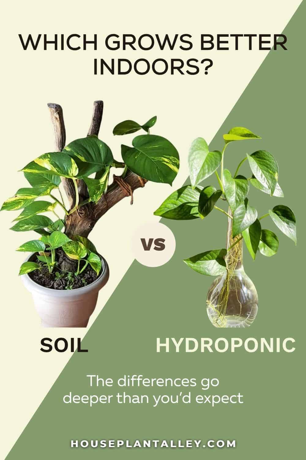 Soil vs. Hydroponic: Which Is Better for Houseplants? | Houseplant Alley