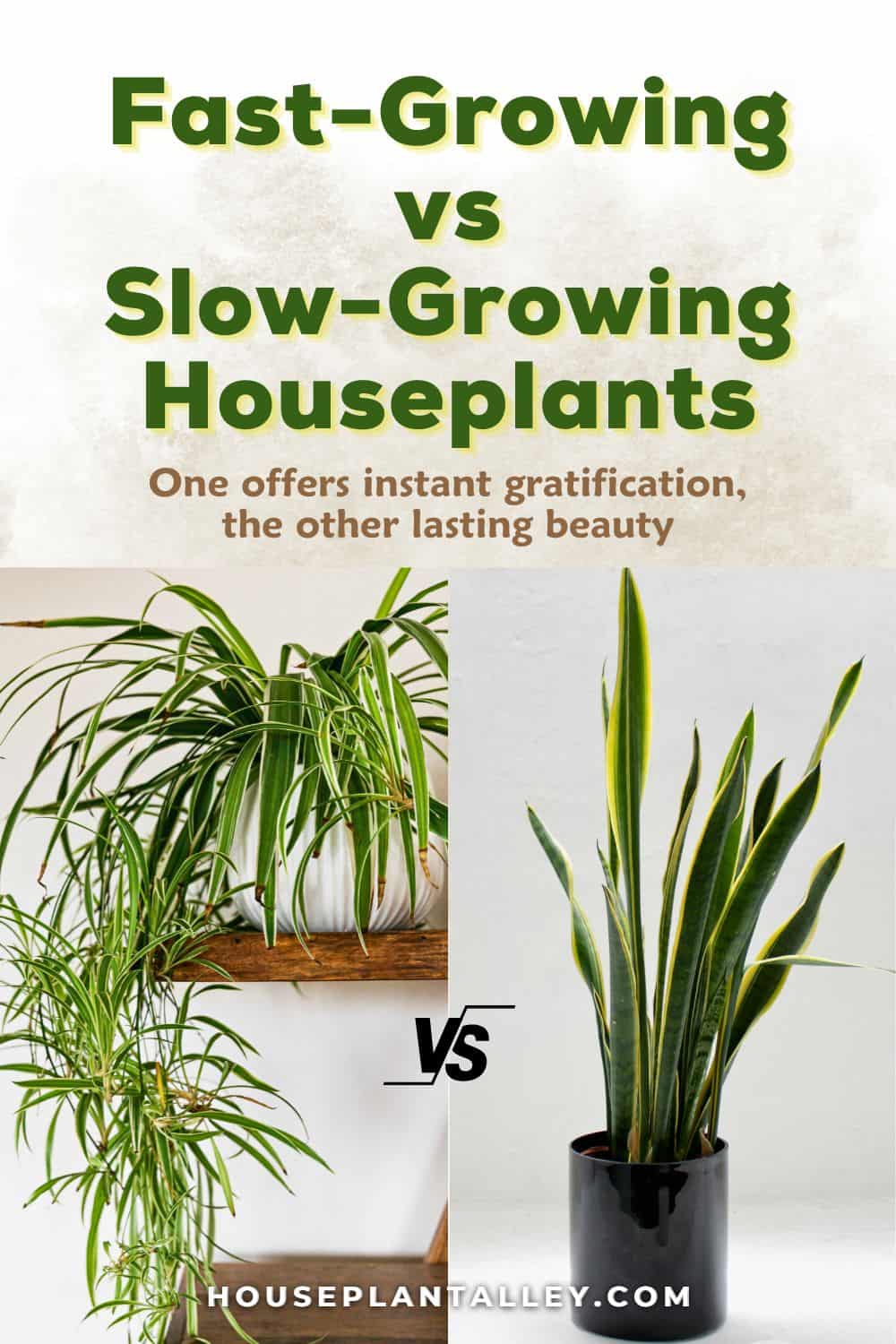 Fast-Growing vs. Slow-Growing Houseplants – Which Ones Are Worth the ...