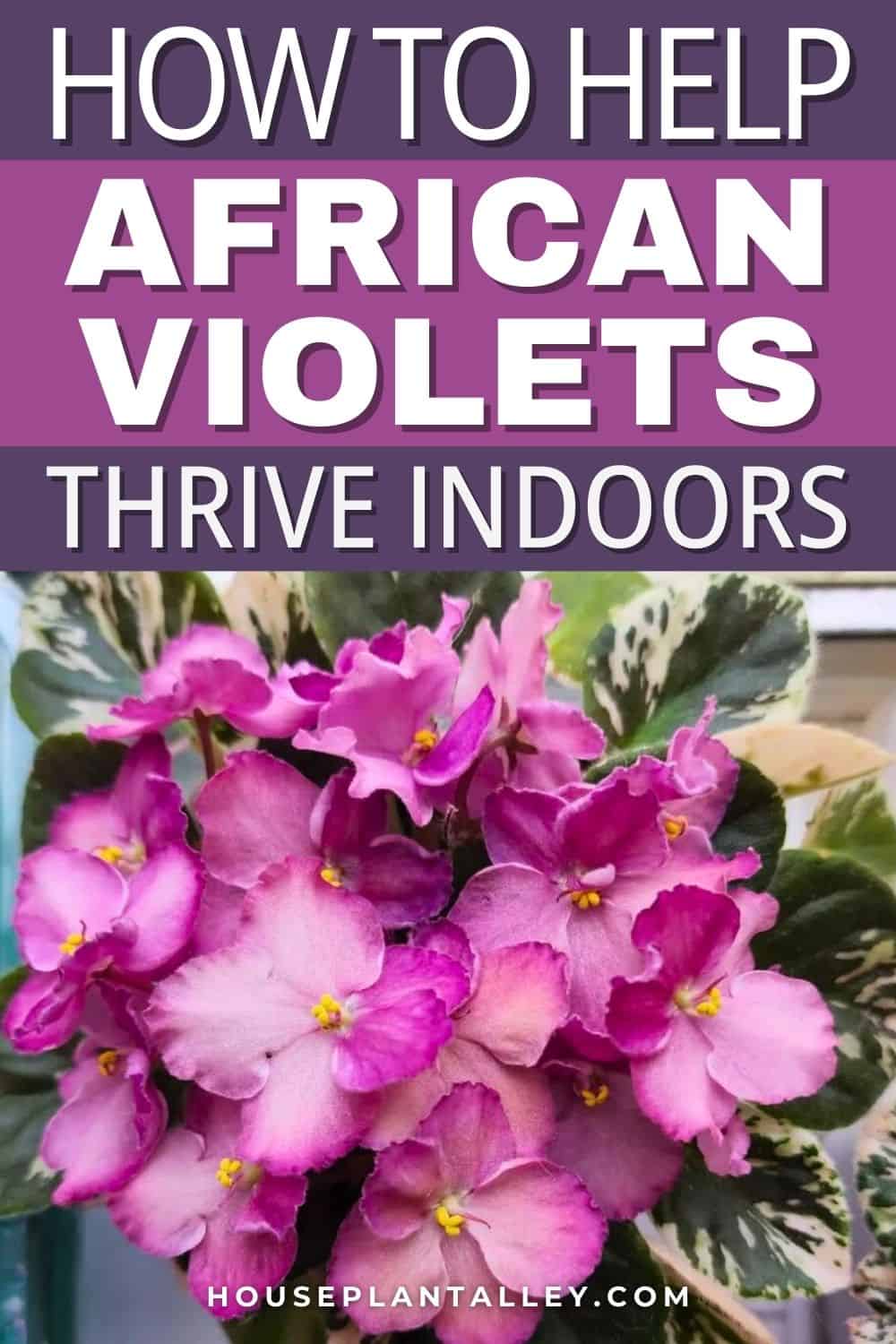 How to Get African Violets to Bloom Indoors All Year Long | Houseplant ...