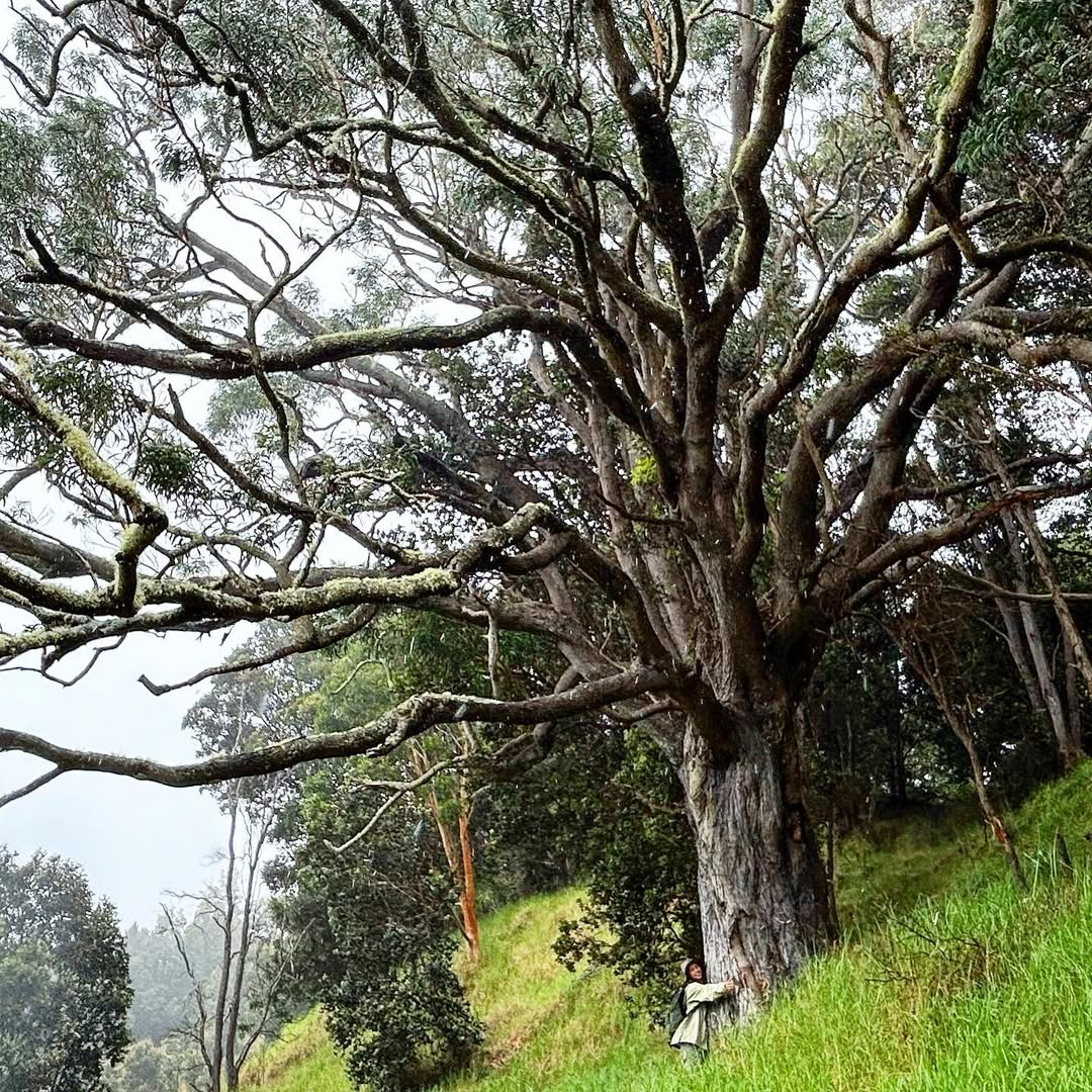 Exotic Native Plants That Define Hawaii’s Unique Landscape | Houseplant ...