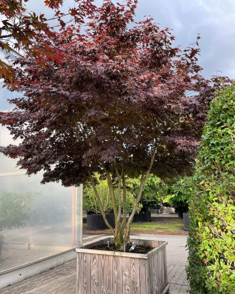 18 Stunning Purple Foliage Plants to Elevate Your Garden | Houseplant Alley