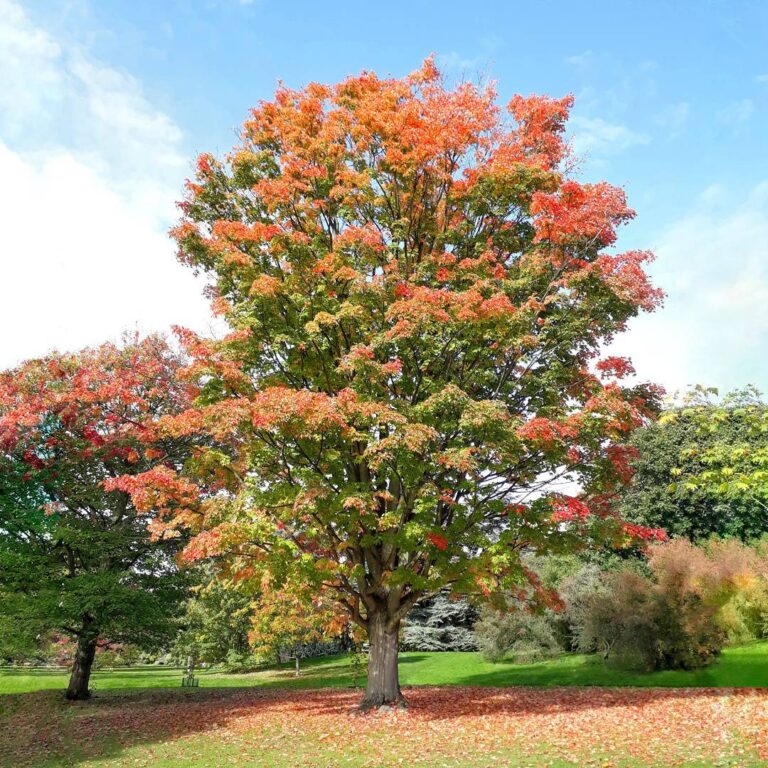 Beautiful Native Plants That Bring Life to Connecticut Gardens ...