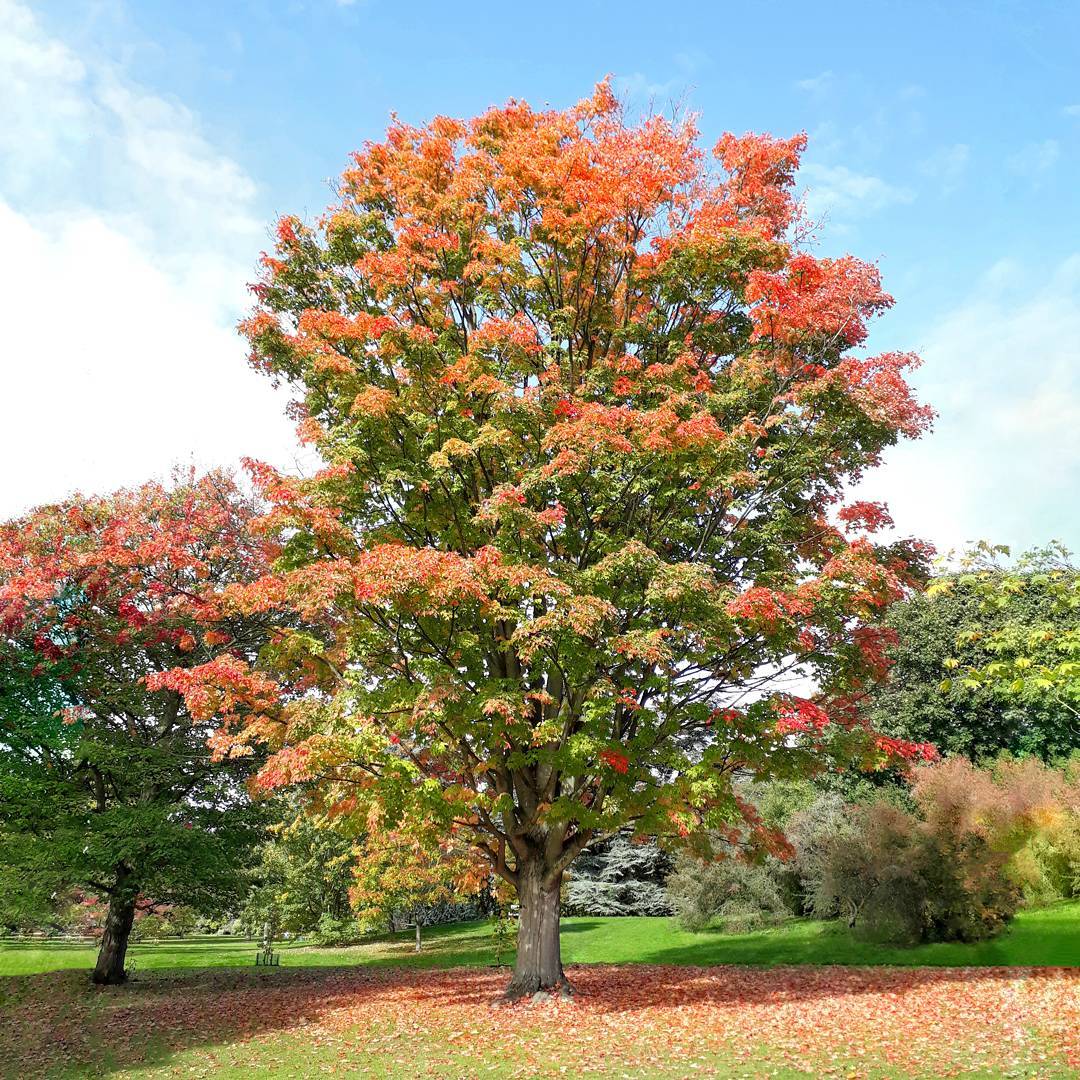 Hardy Native Plants That Flourish in Vermont | Houseplant Alley