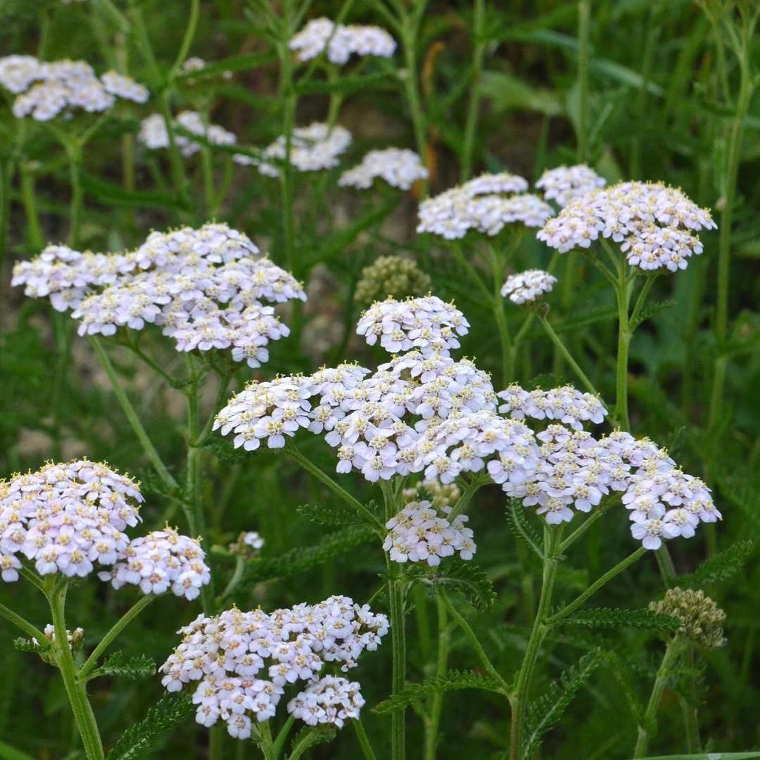 Best Native Plants That Flourish in Western Washington | Houseplant Alley