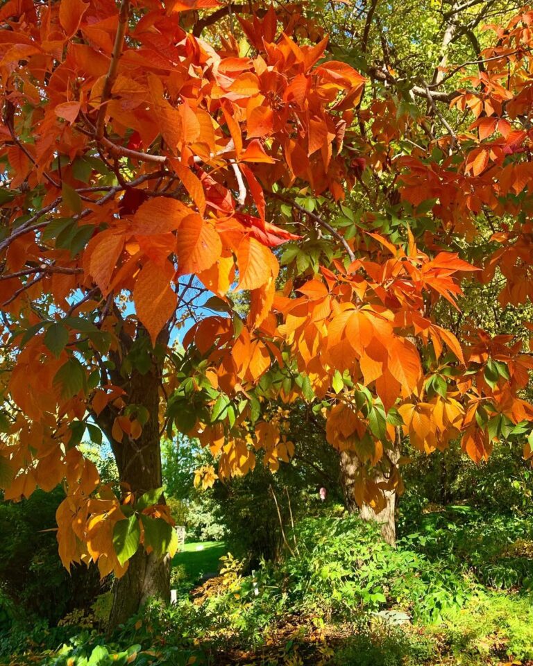 Native Plants That Suit Ohio’s Diverse Landscapes | Houseplant Alley