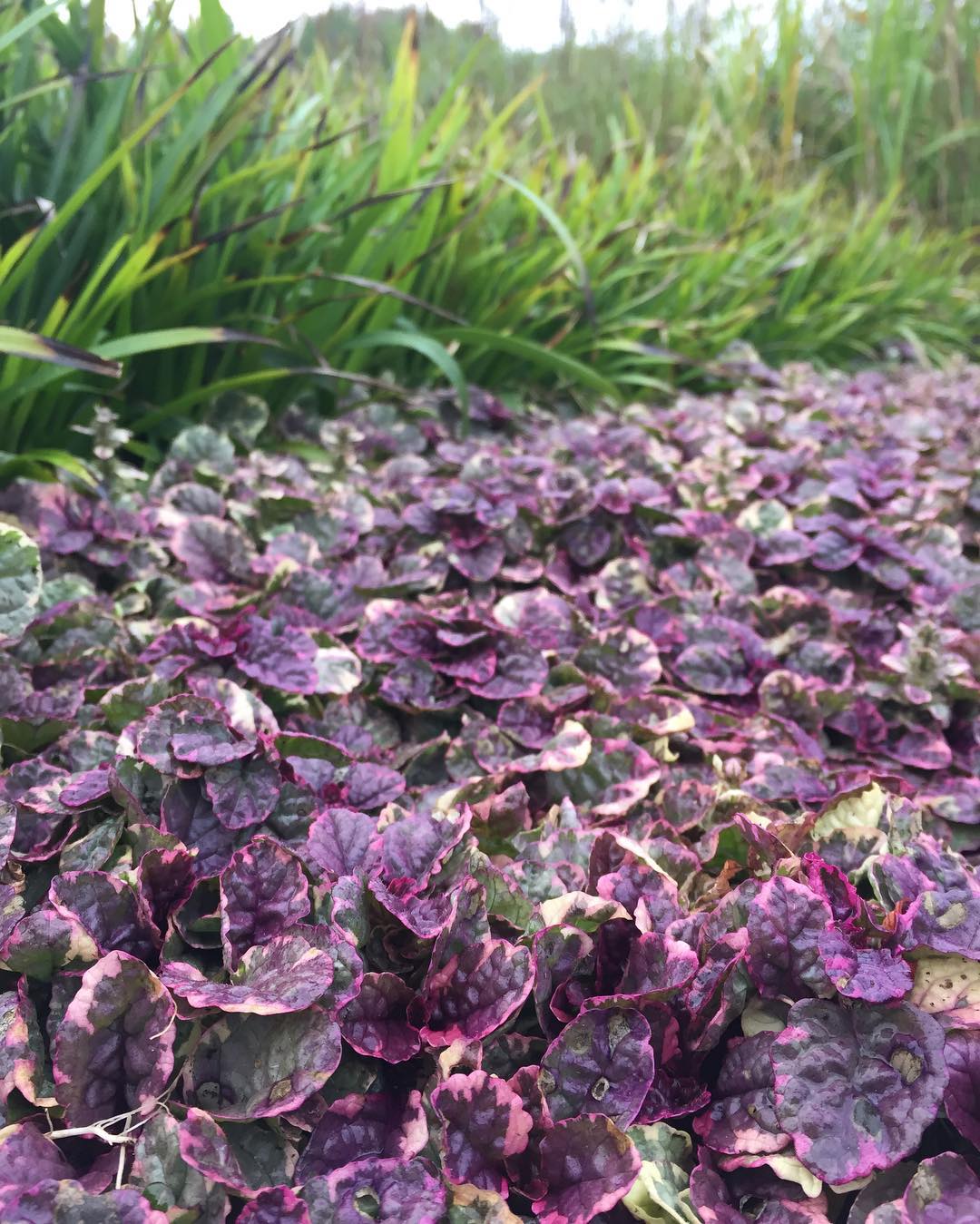 18 Stunning Purple Foliage Plants to Elevate Your Garden | Houseplant Alley
