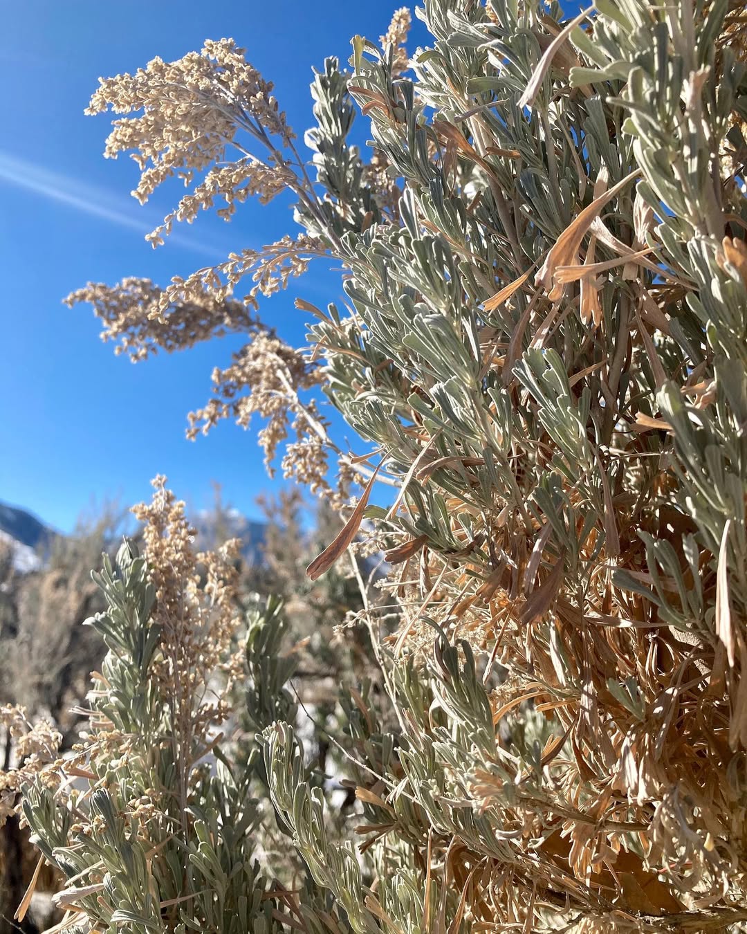 Native Plants That Survive Well in Utah’s Conditions | Houseplant Alley