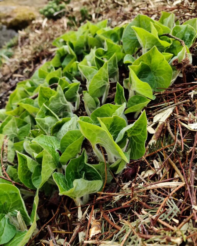 Best Native Plants That Suit Virginia’s Environment | Houseplant Alley