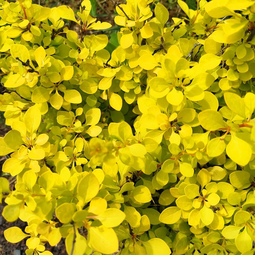 11 Stunning Yellow Foliage Plants to Brighten Your Garden | Houseplant ...