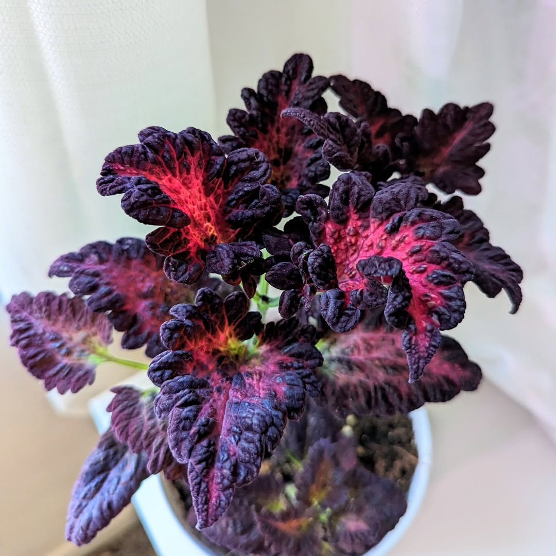 Mysterious and Majestic: 19 Stunning Black Plants for Your Garden ...