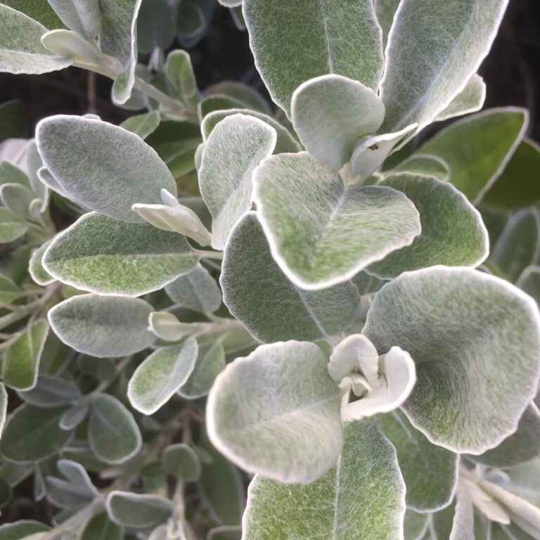 15 Stunning Silver Plants for Your Garden | Houseplant Alley
