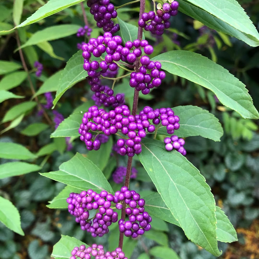 Southern Native Plants That Grow Best in Georgia | Houseplant Alley