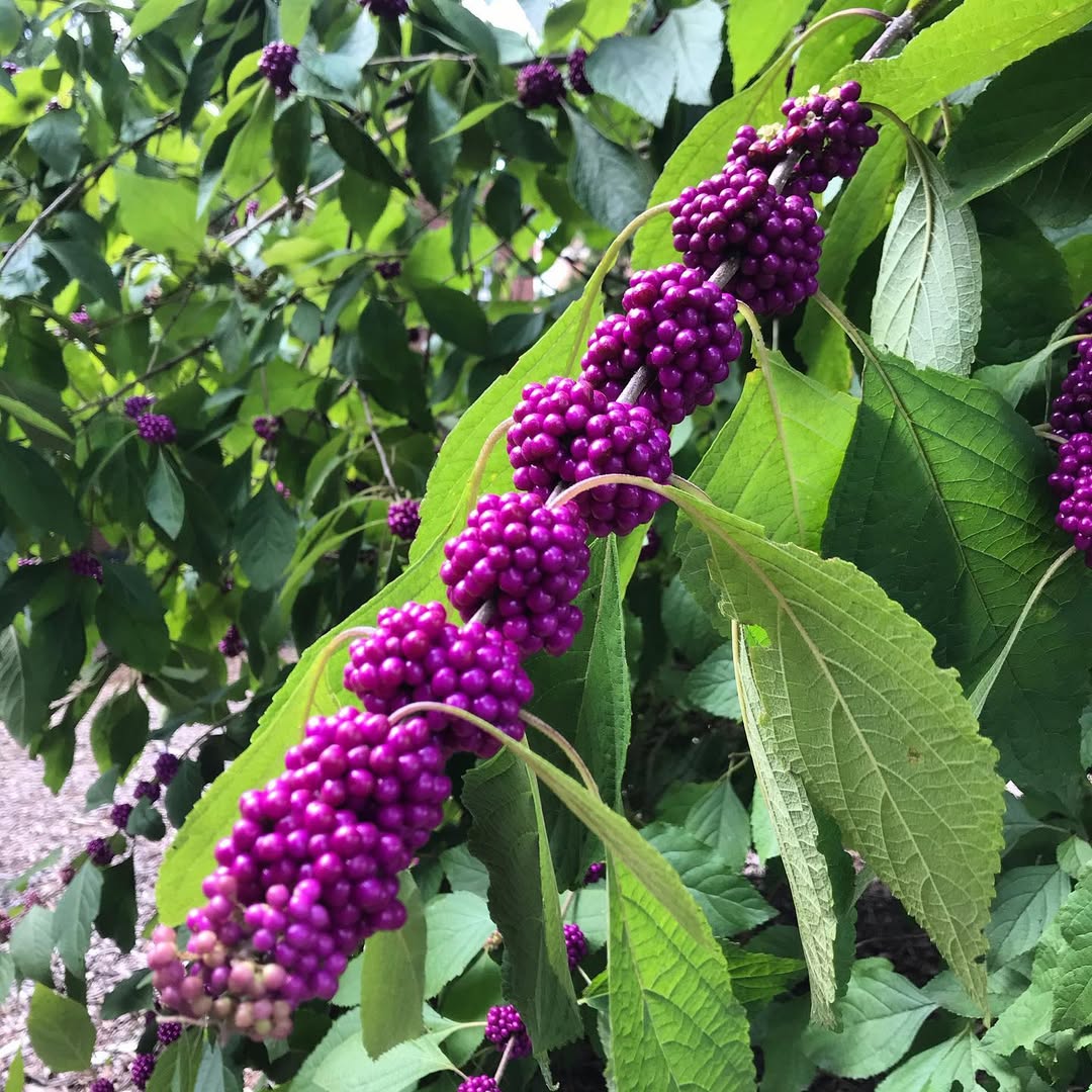 Stunning Native Plants That Enhance Arkansas Landscapes | Houseplant Alley