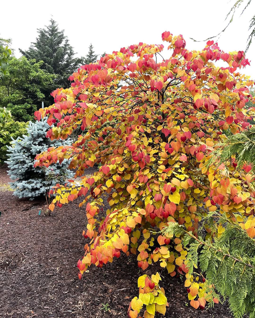 Vibrant Native Plants That Suit Delaware’s Environment | Houseplant Alley