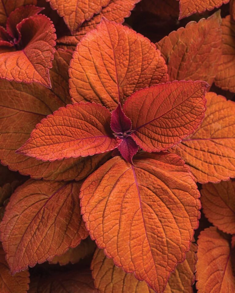 19 Stunning Orange Plants to Brighten Your Garden | Houseplant Alley