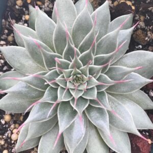 15 Stunning Silver Plants for Your Garden | Houseplant Alley