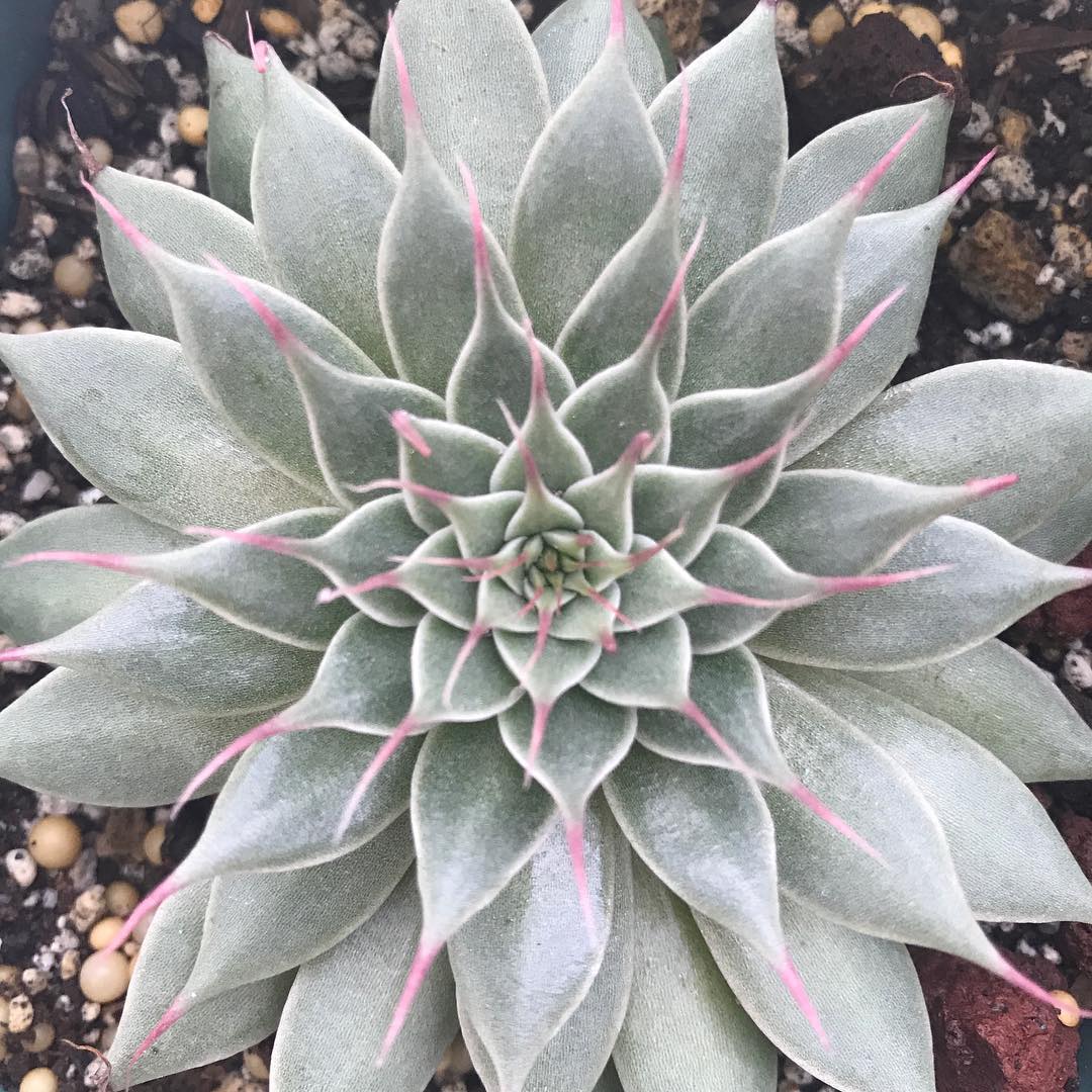 15 Stunning Silver Plants for Your Garden | Houseplant Alley