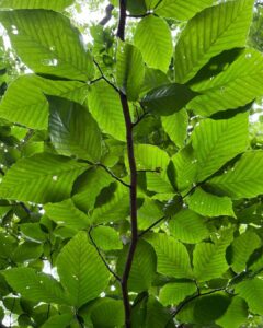 Beautiful Native Plants That Bring Life to Connecticut Gardens ...