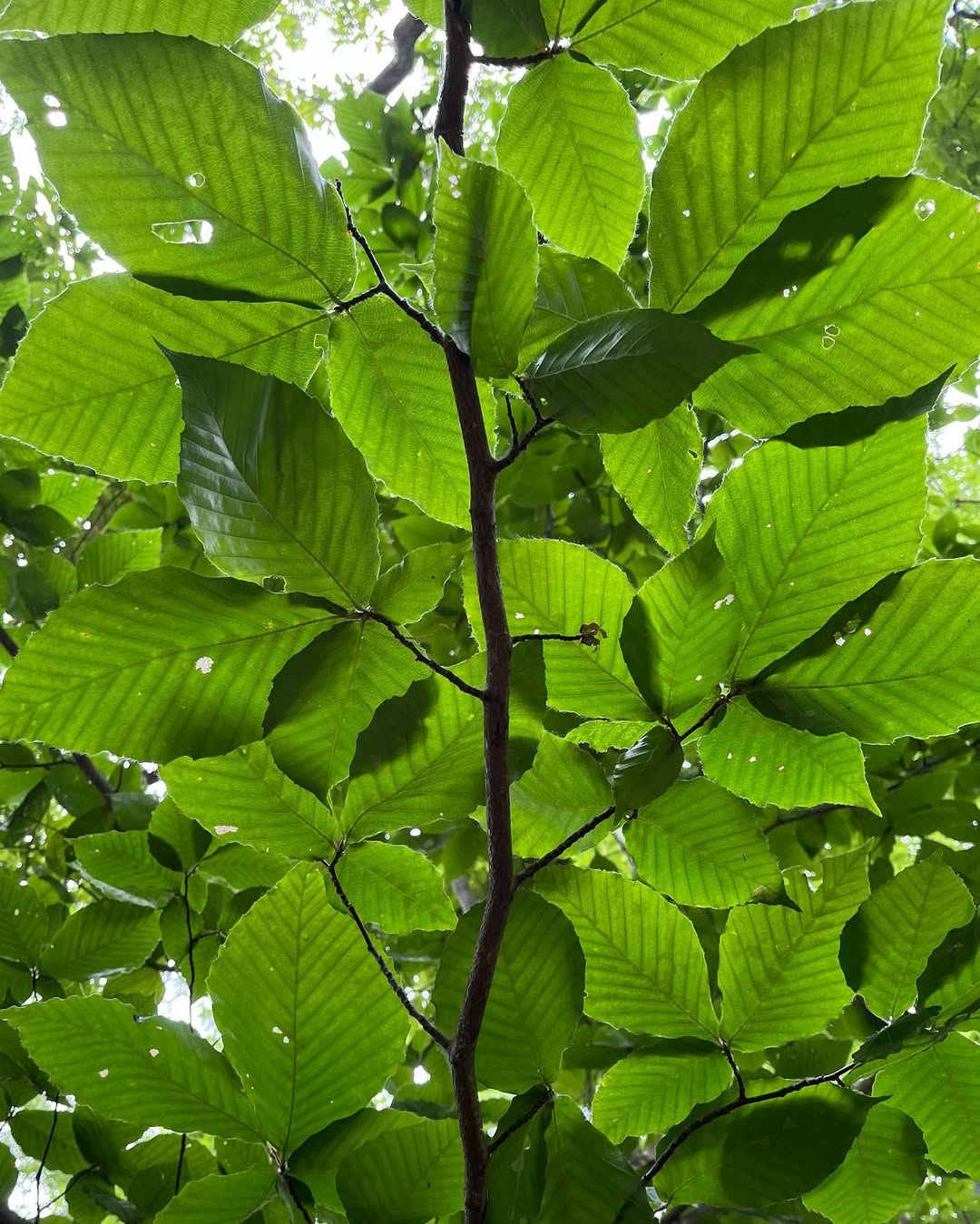 Native Plants That Thrive in Massachusetts’ Climate | Houseplant Alley