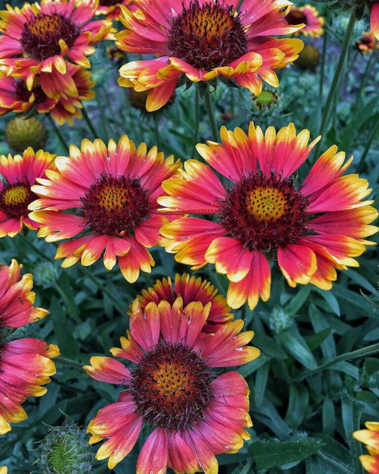 Rocky Mountain Native Plants That Suit Western Colorado | Houseplant Alley