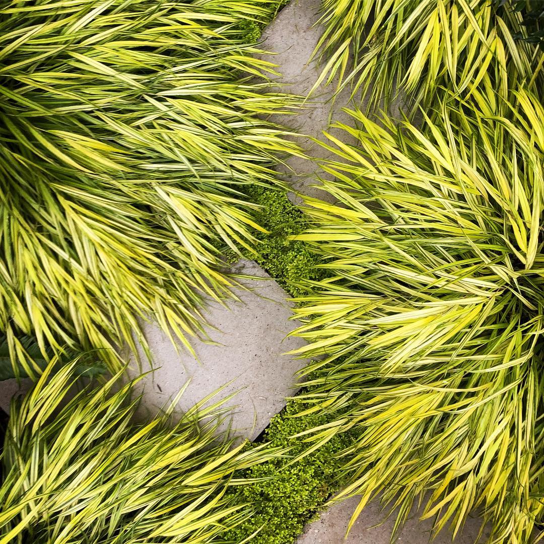 11 Stunning Yellow Foliage Plants to Brighten Your Garden | Houseplant ...