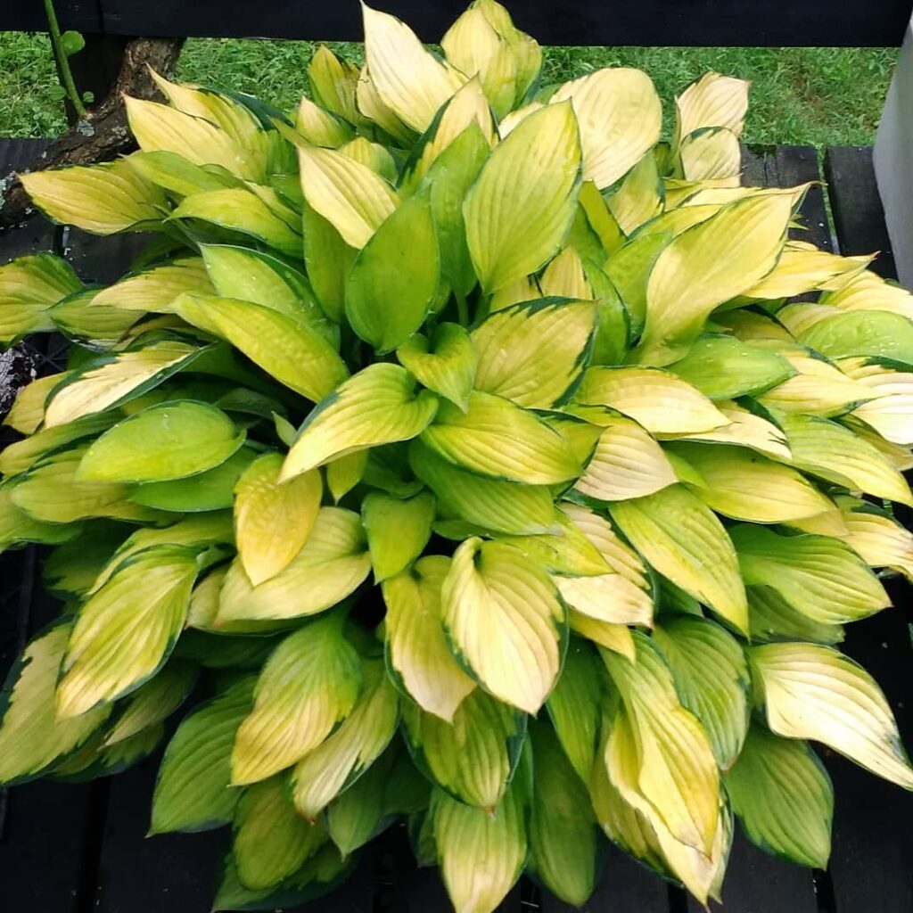 11 Stunning Yellow Foliage Plants to Brighten Your Garden | Houseplant ...