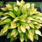 11 Stunning Yellow Foliage Plants to Brighten Your Garden | Houseplant ...