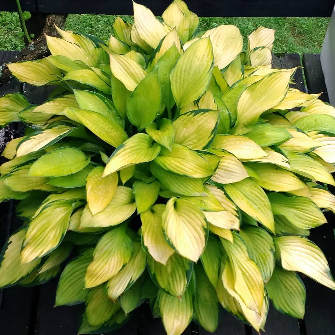 11 Stunning Yellow Foliage Plants to Brighten Your Garden | Houseplant ...