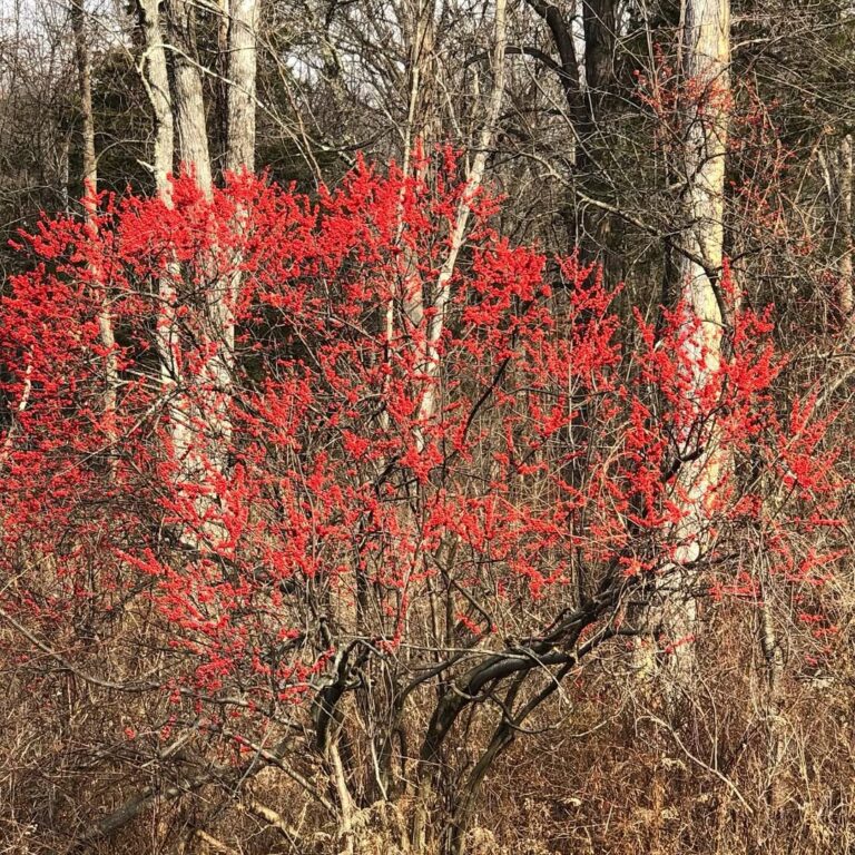 Native Plants That Thrive in Massachusetts’ Climate | Houseplant Alley