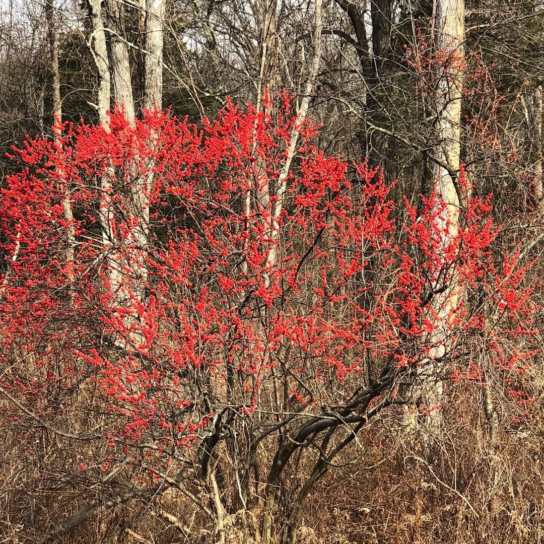 Vibrant Native Plants That Suit Delaware’s Environment | Houseplant Alley