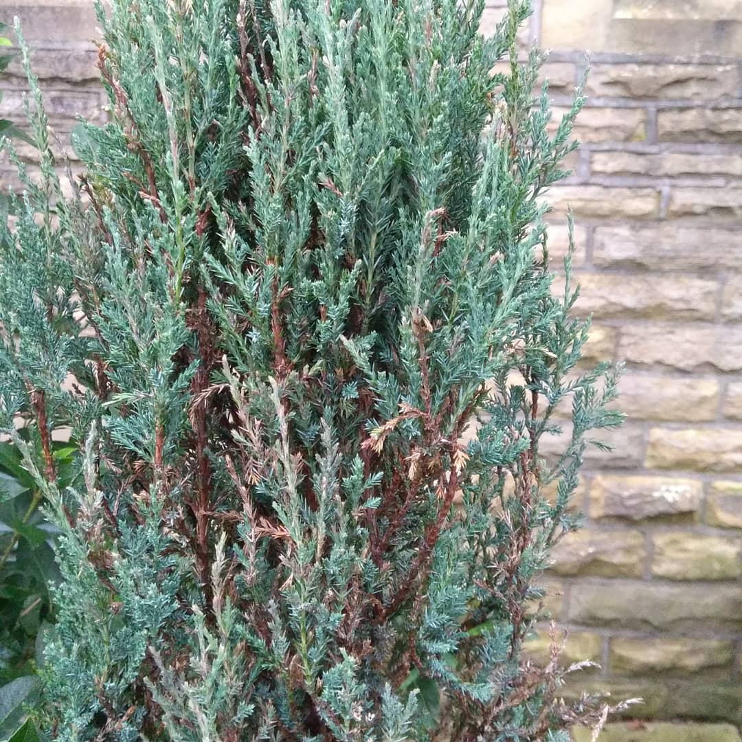 Thriving Native Plants for Eastern Washington’s Climate | Houseplant Alley