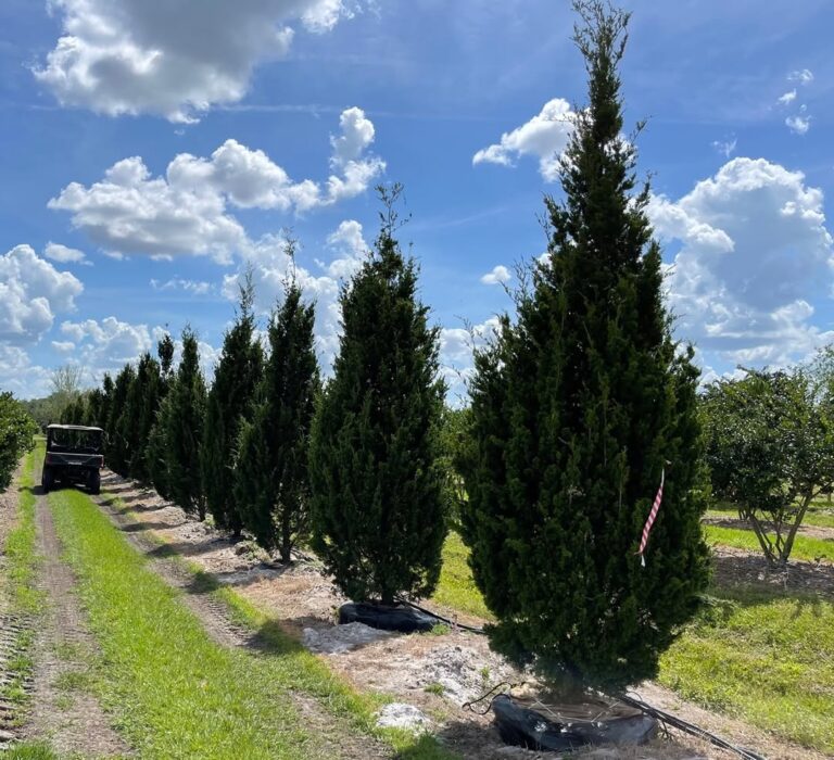 Beautiful Native Plants That Bring Life to Connecticut Gardens ...