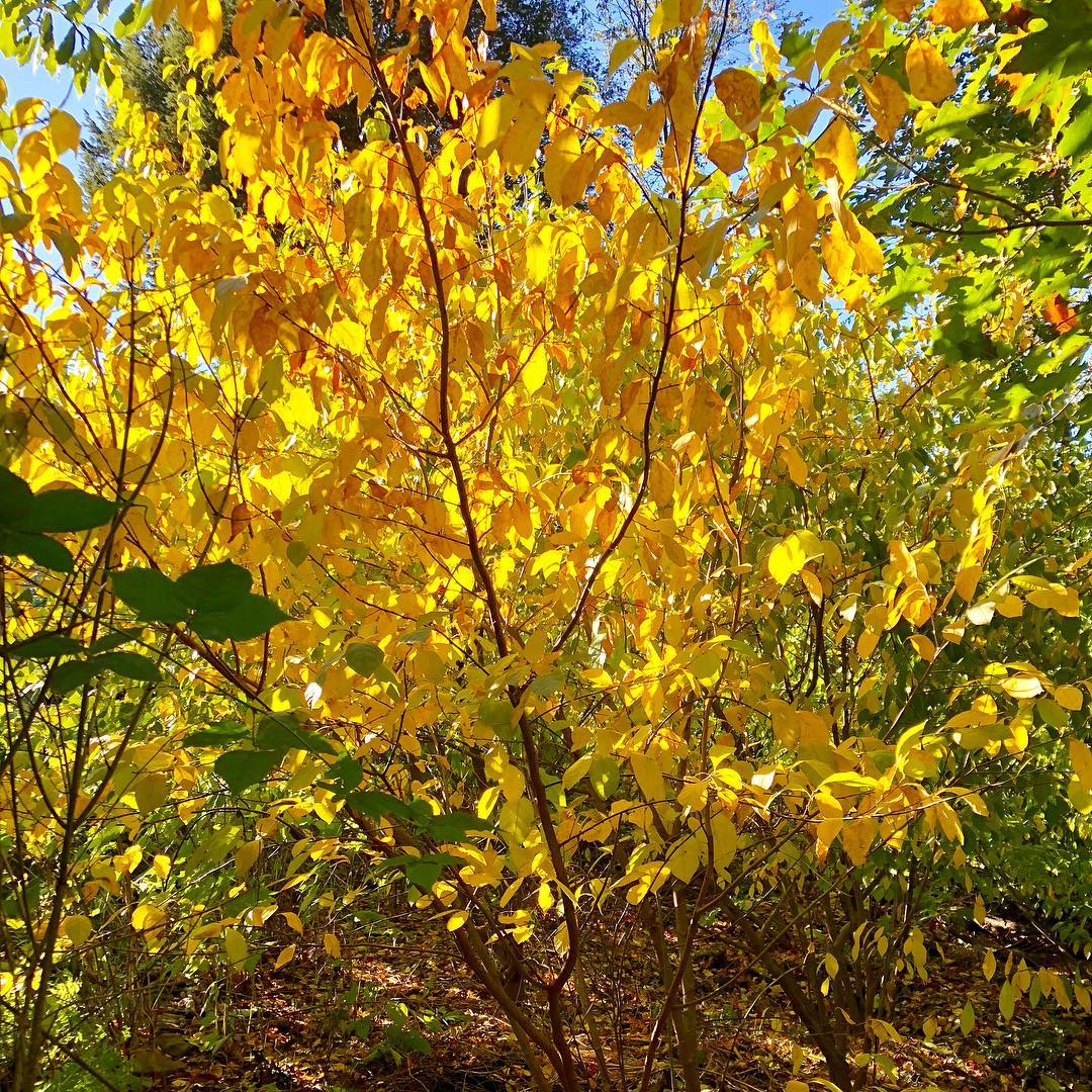 Native Plants That Thrive in Massachusetts’ Climate | Houseplant Alley