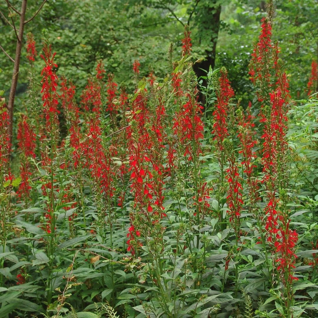 Hardy and Beautiful Native Plants Perfect for Maine | Houseplant Alley